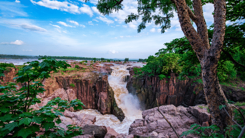 tendu leaf khajuraho