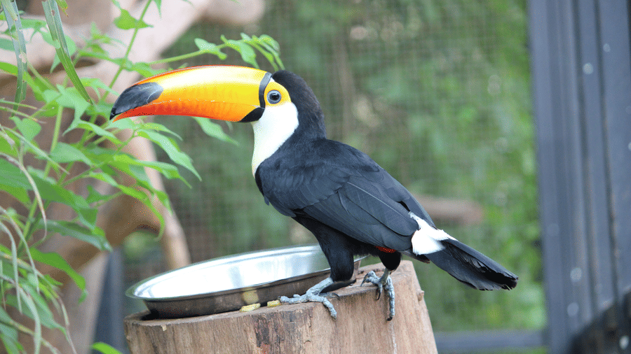 Five Things to Carry on a Bird Watching Trip | Bird Park - EsselWorld