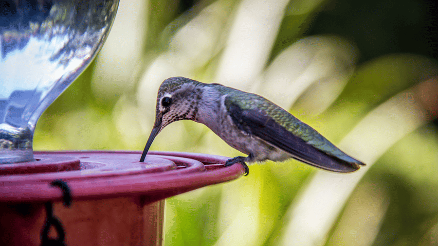 How to Help Birds in Summer | Bird Park - EsselWorld