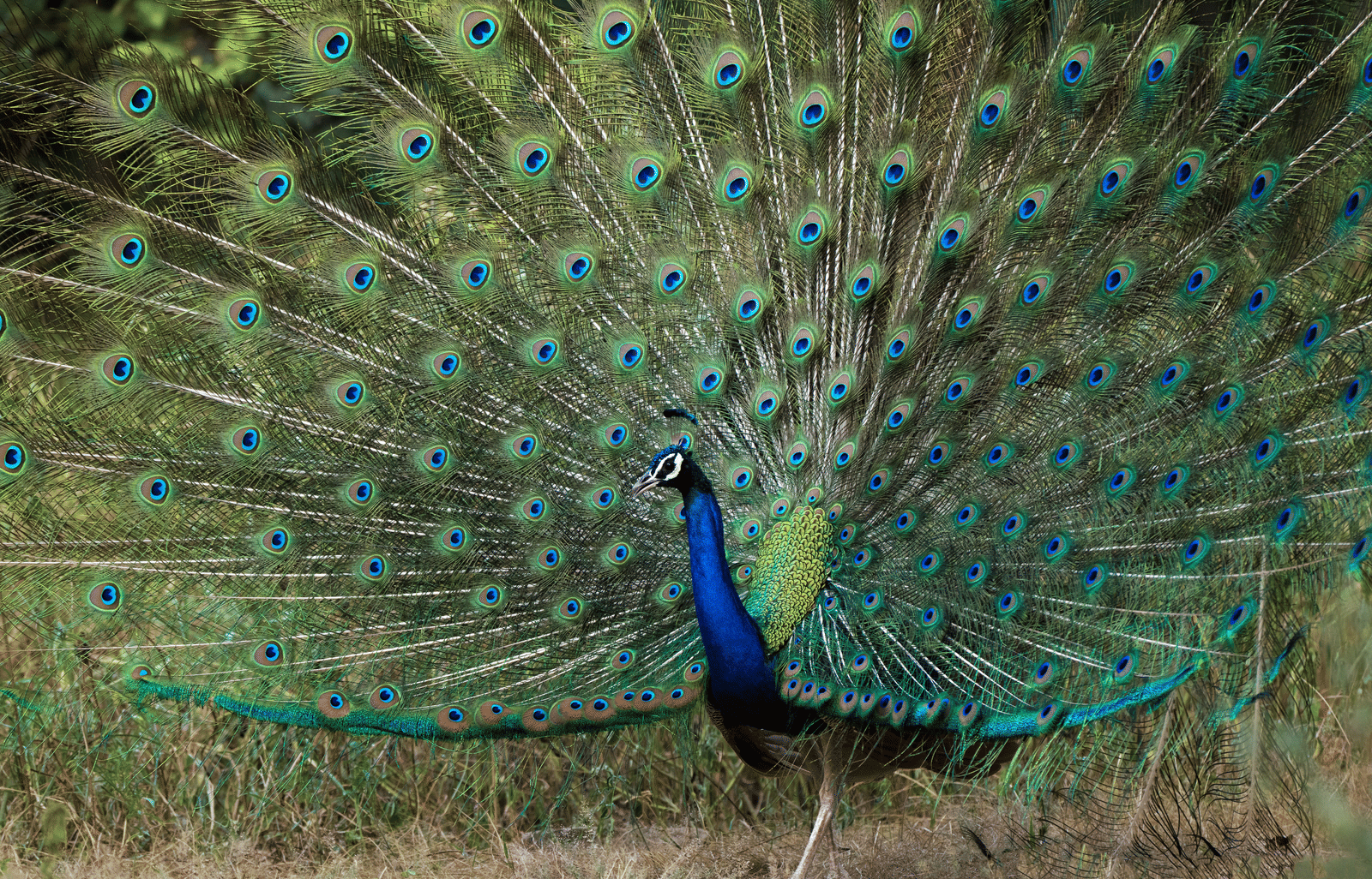Animals in Sariska National Park, Rajasthan | Wildlife in Rajasthan