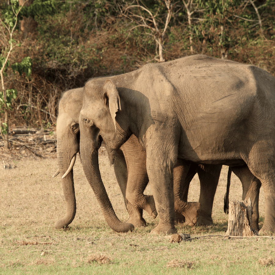 Dancing Elephants | Evolve Back