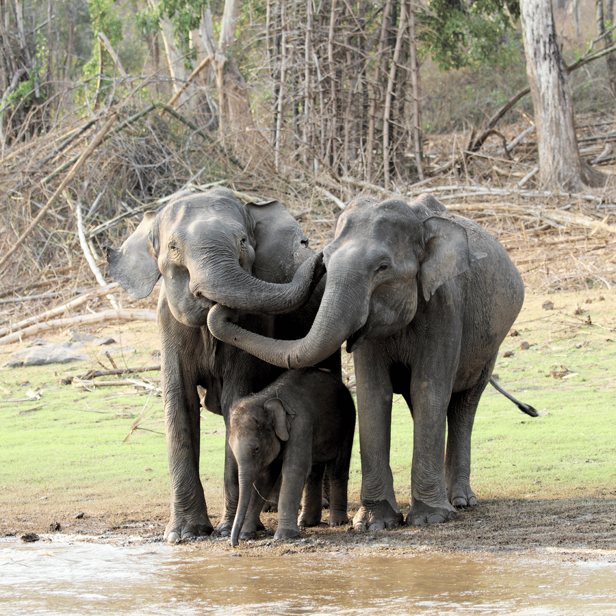 Trunk Calls | Evolve Back