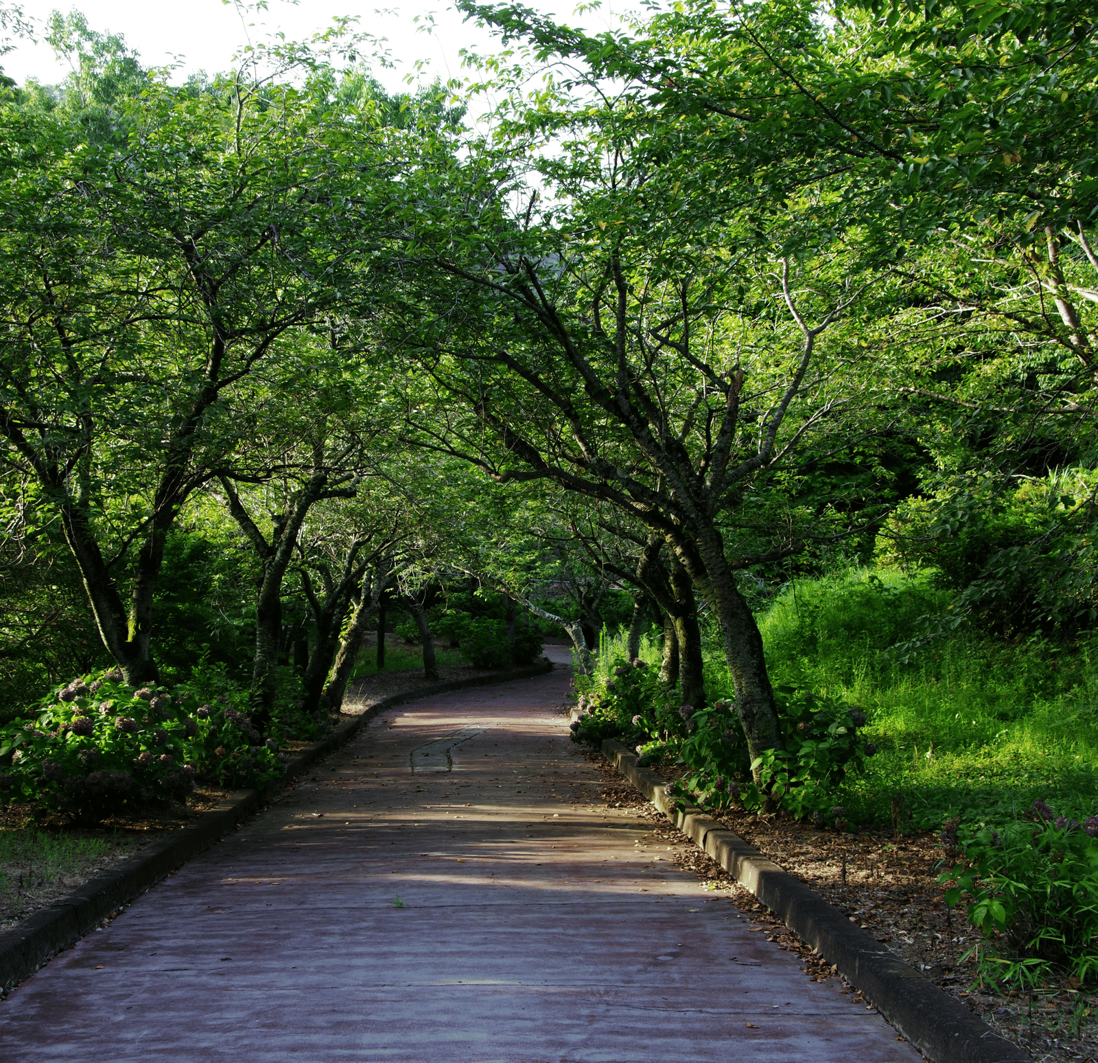 Bharathi Park Pondicherry | Bharathi Park Pondicherry History