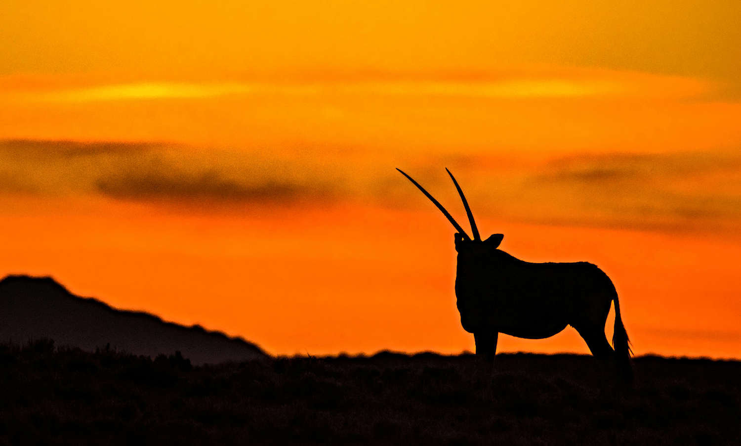 Life in the Sands: The Surprising Riches of the Kalahari | Evolve Back ...
