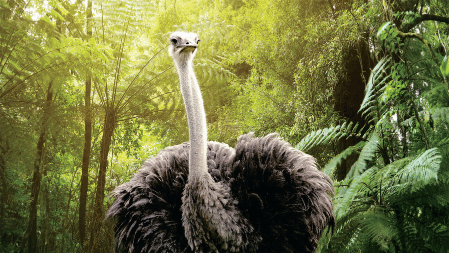 Interesting Facts About the Ostrich | Bird Park - EsselWorld