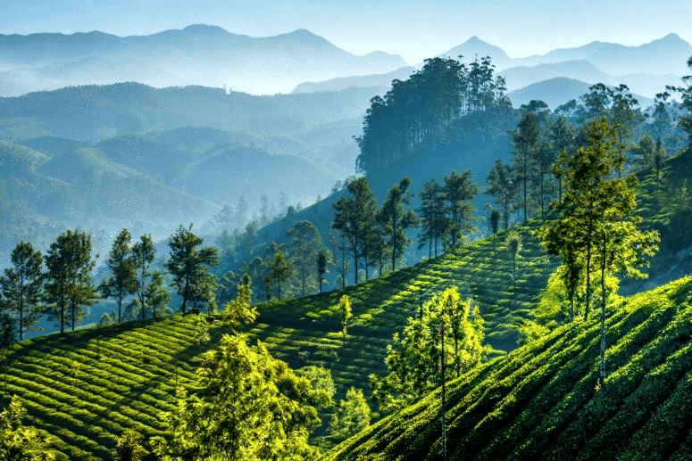 Places to Visit in Munnar in 3 Days