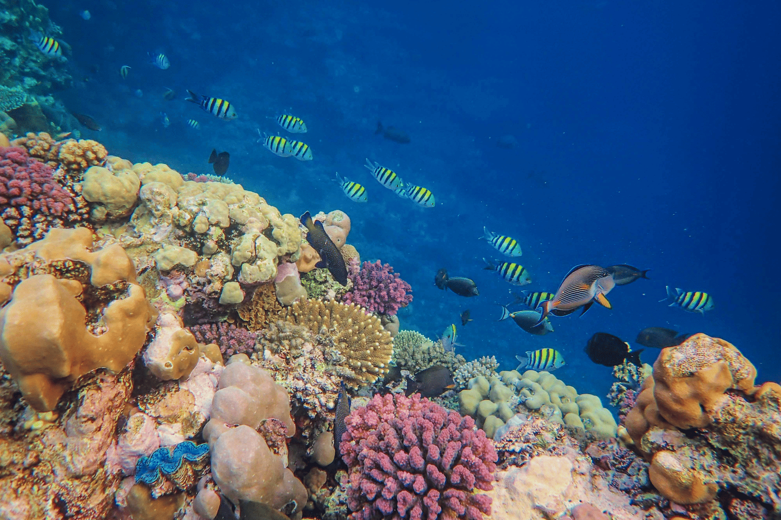 Montego Bay Coral Reefs | Montego Bay Snorkeling Tours