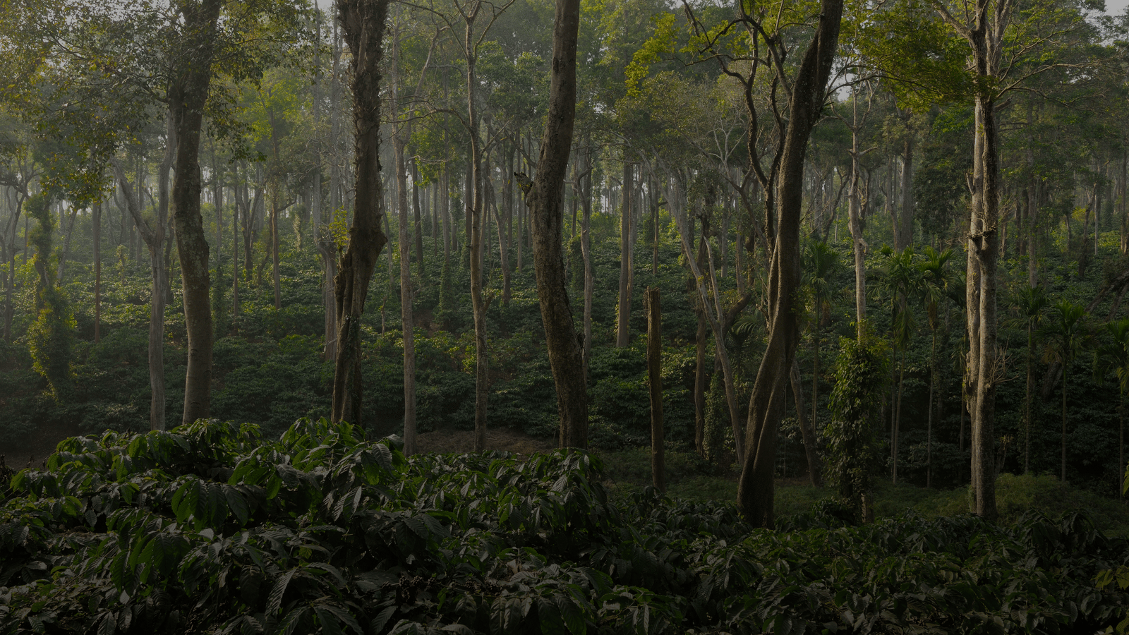 Elkhill, Coorg | Earthitects