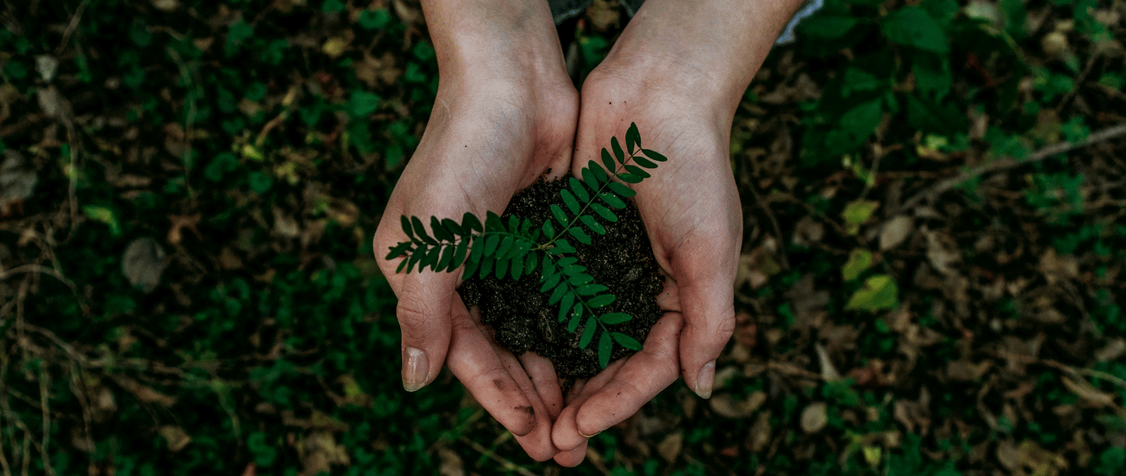 CSR and Sustainability | Coral Reef Hotel & Resort