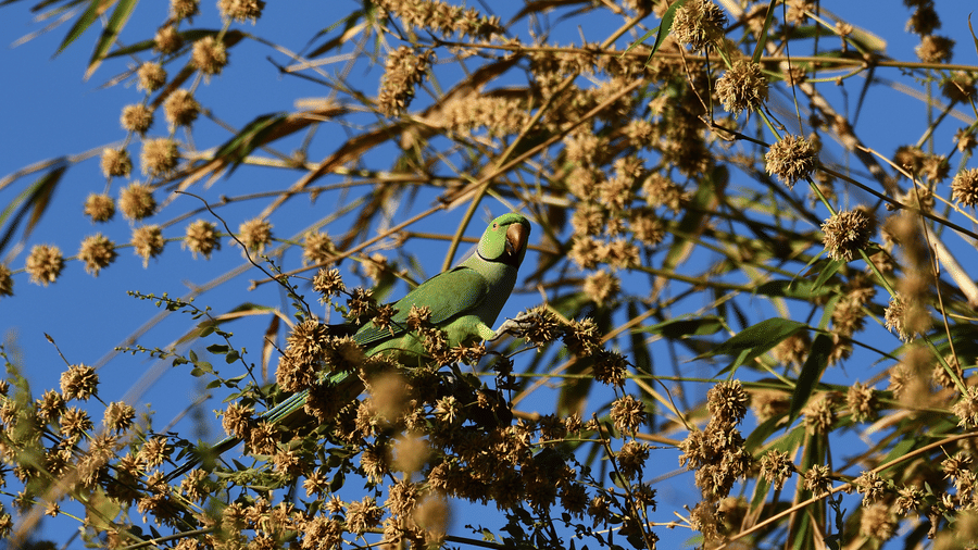 What Deer & Parakeets Reveal About Gir’s Wild Heart | Aramness