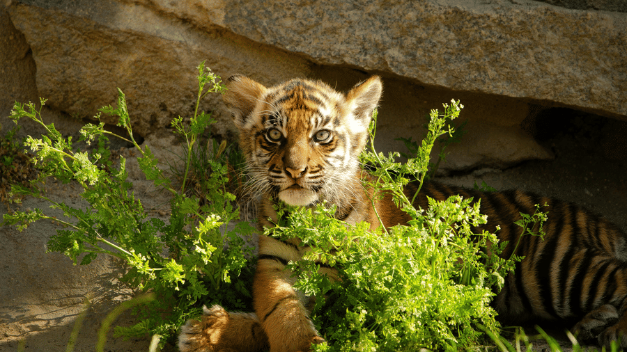 Chota Matka | Choti Tara | Xylo Tiger | Junabai Tigress