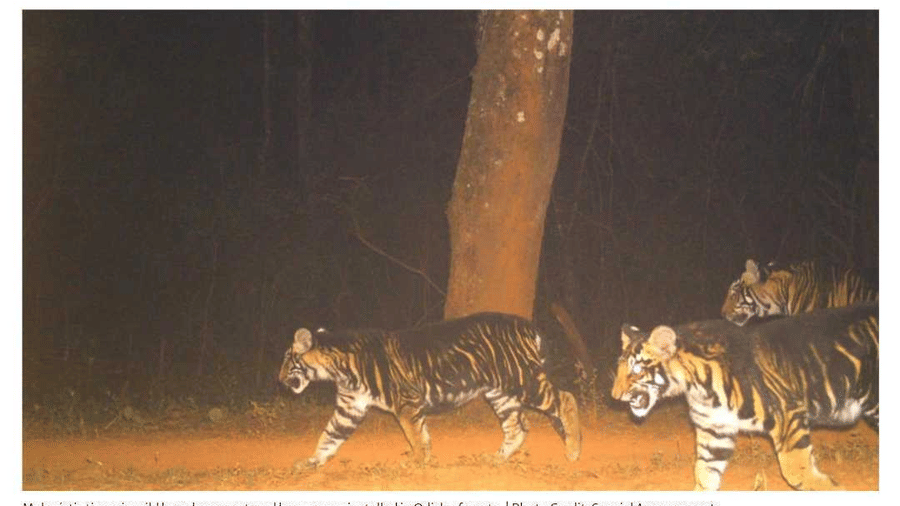 Melanistic Tiger safari – A First Of Its Kind In The World | Lulung ...