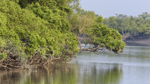 sundari trees are found in which forest