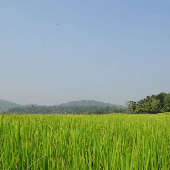 Kodava Cuisine – Festive Food of Coorg | Evolve Back