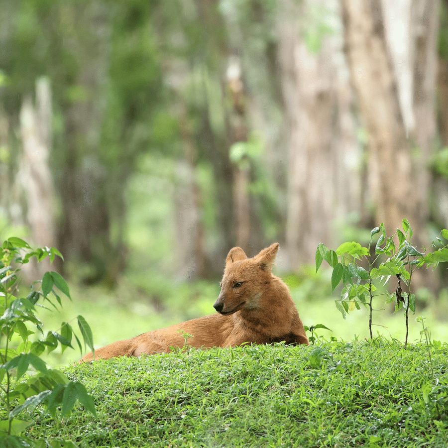 Dholes: Whistling Hunters of Kabini | Evolve Back Resorts