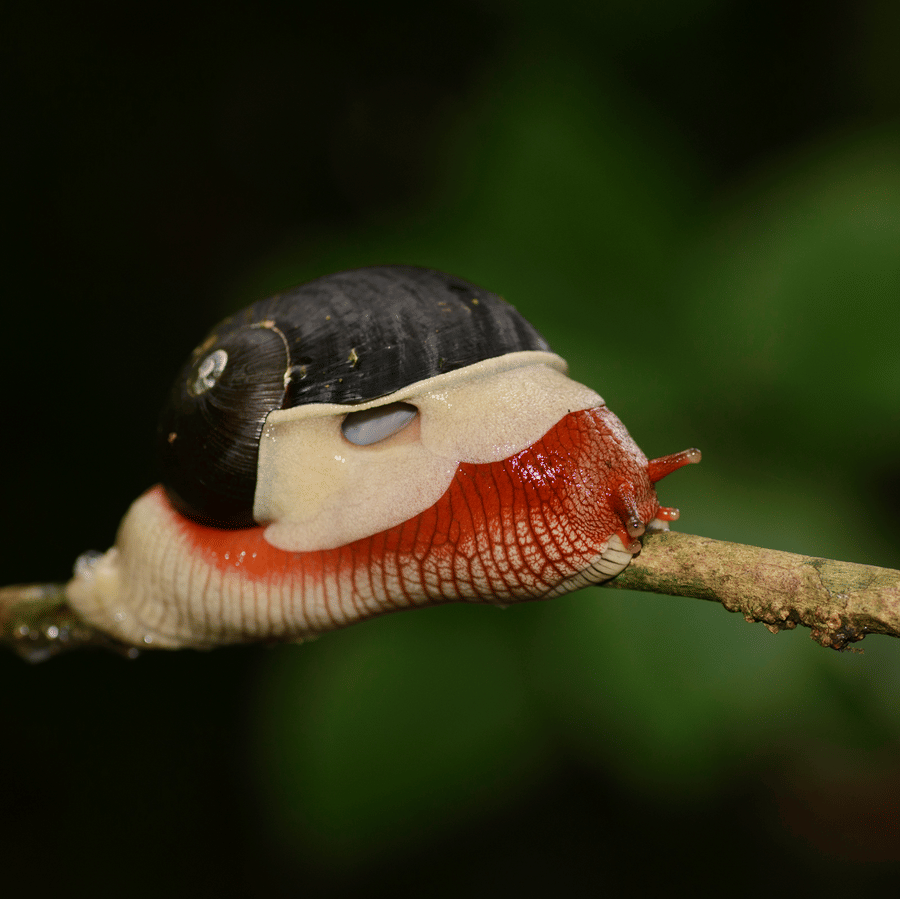 Reptilian Sibilances, Mollusc Stillnesses, Fern Rustlings | Evolve Back ...