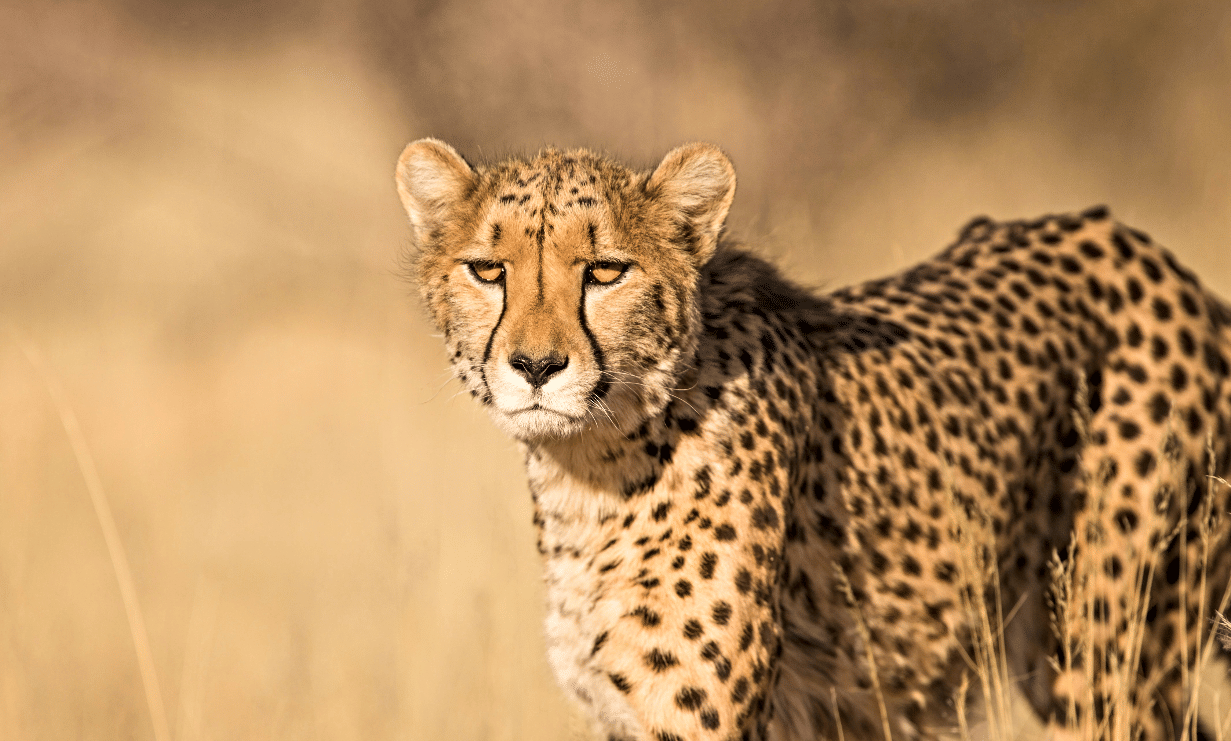 Life in the Sands: The Surprising Riches of the Kalahari | Evolve Back ...