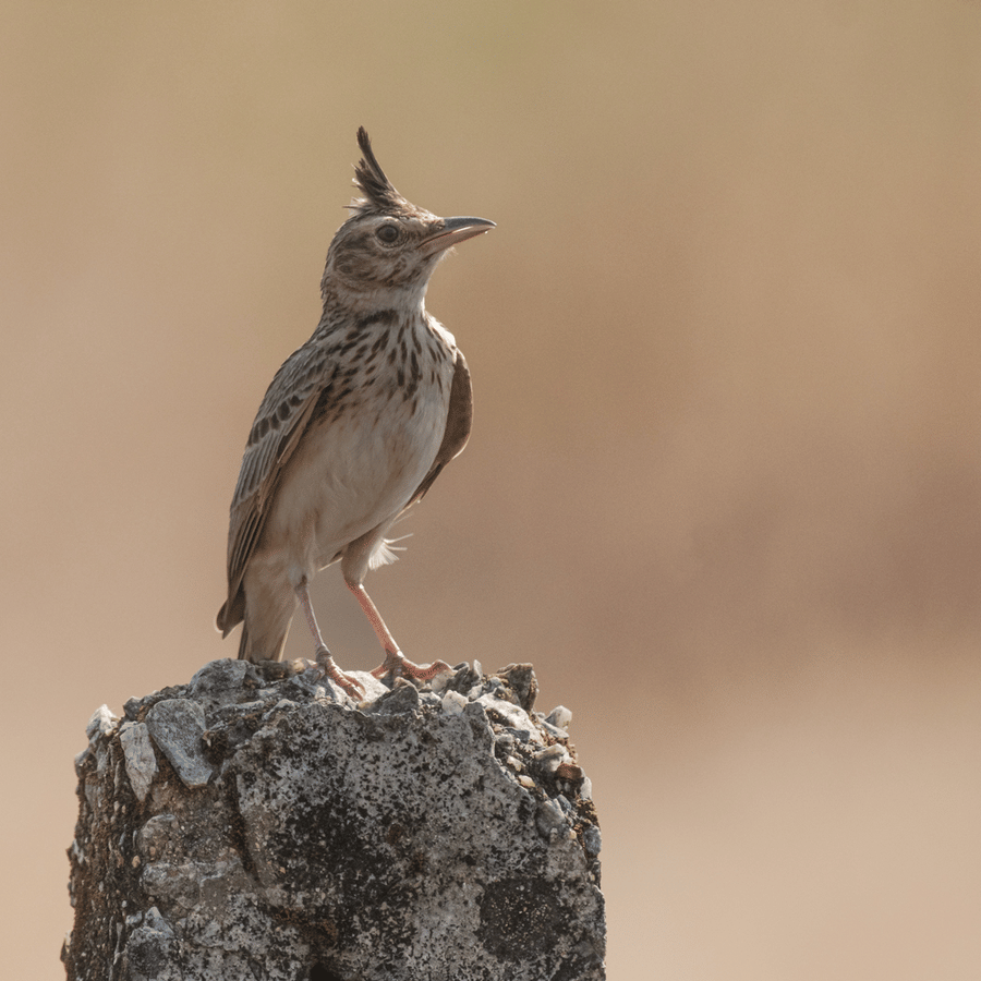 On a Lark: Travels in Search of Song | Evolve Back