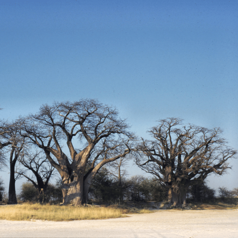 Seven Things to do in the Kalahari Desert | Evolve Back Kalahari