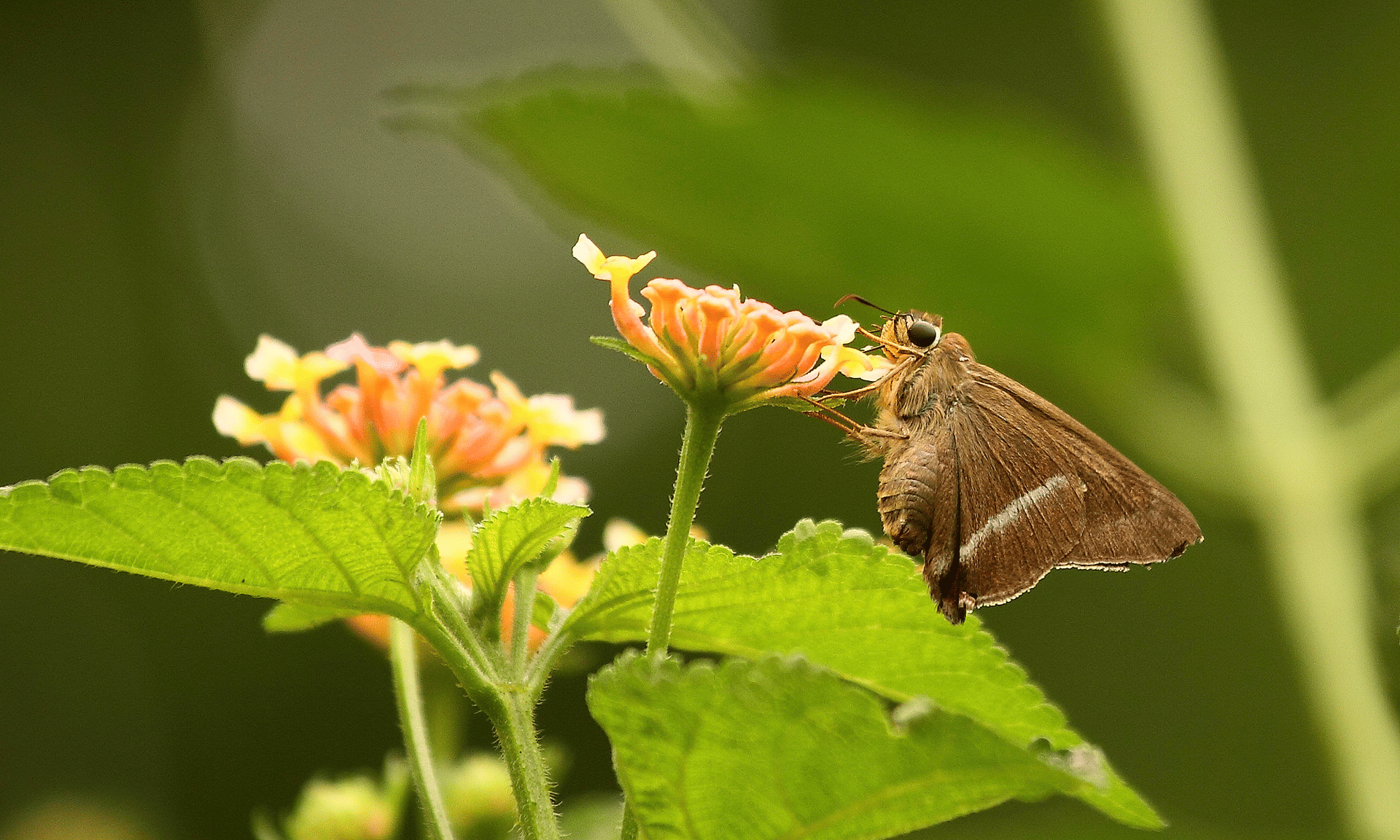 Butterfly Safari in the Western Ghats: a possibility? - Part 2