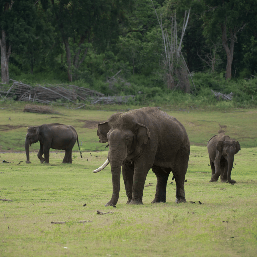 The Kabini Migration | Evolve Back