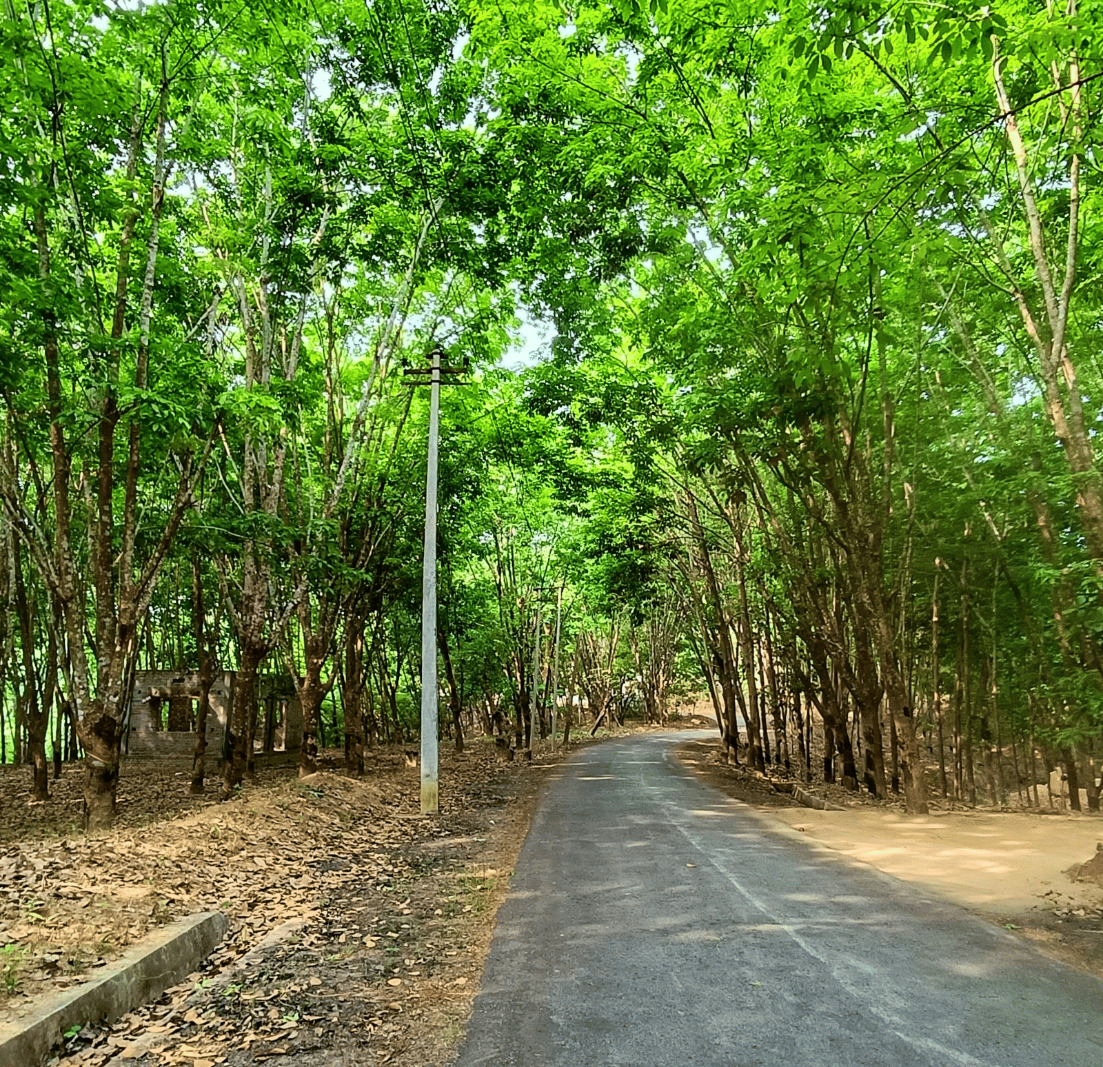 Bharathi Park Pondicherry | Bharathi Park Pondicherry History